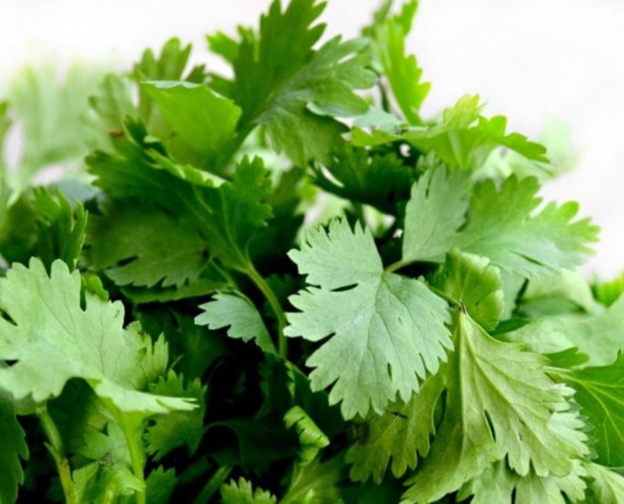 CILANTRO LONG STANDING – agroactivocol