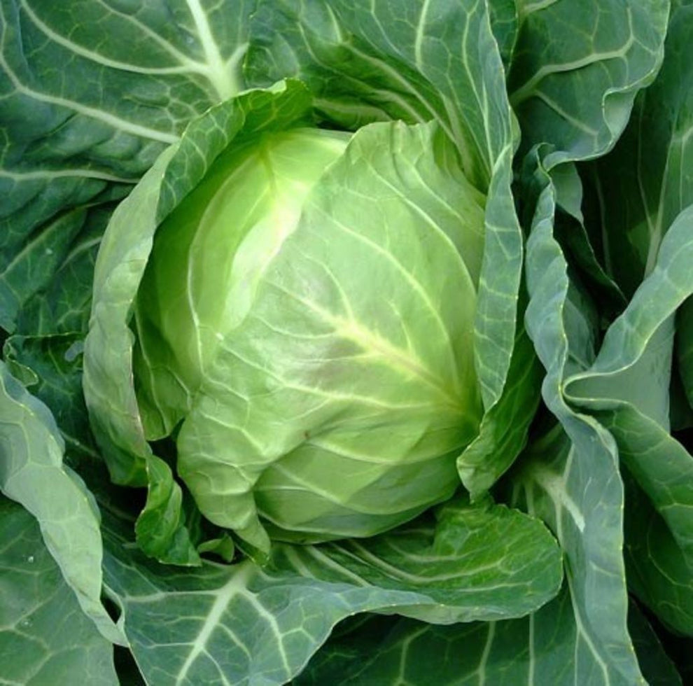 Repollo Copenhagen Market Semilla Hortaliza Colombia – Agroactivo ...